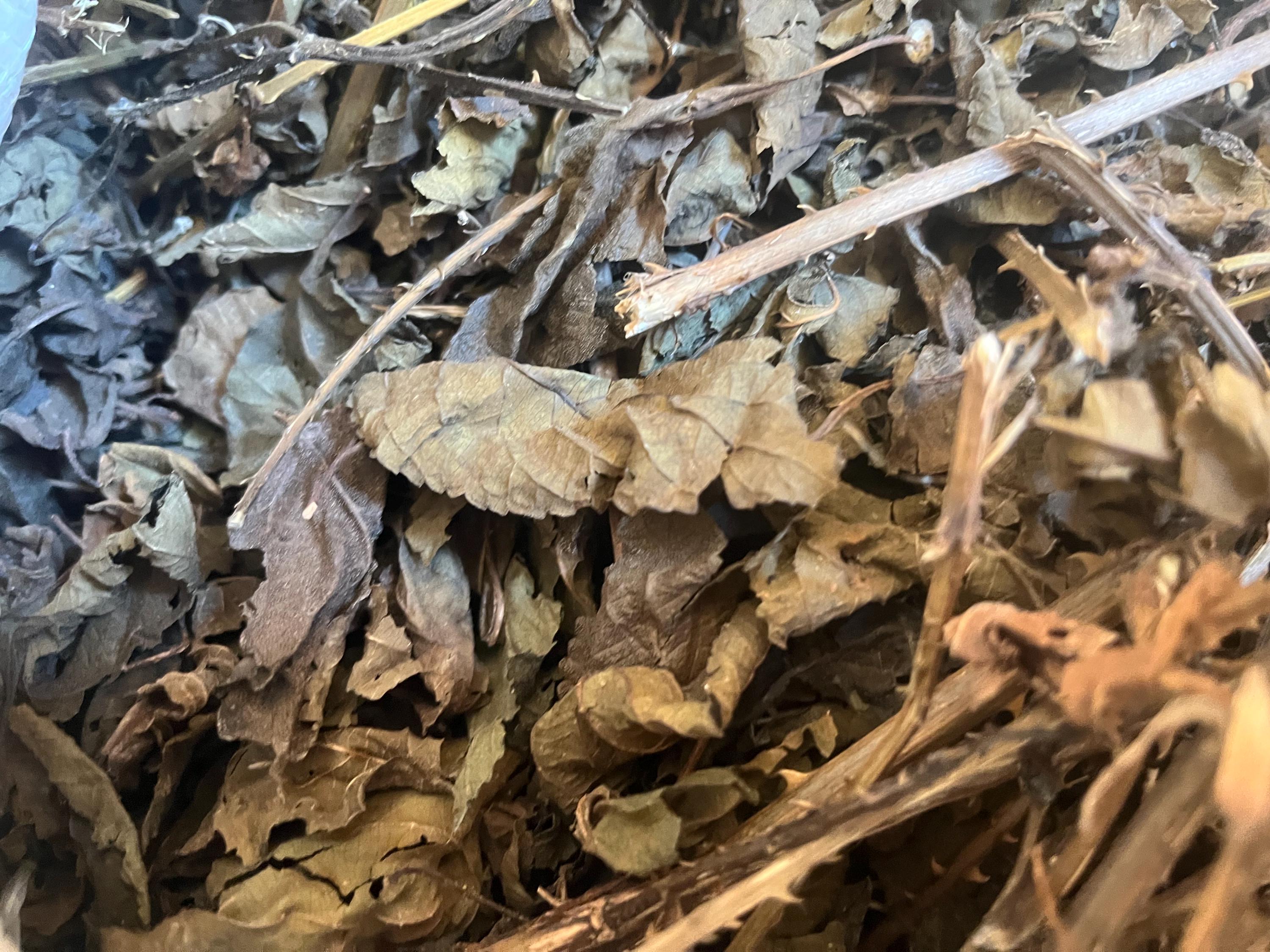 Lantana Camara, Ananse Dokono Plant Leaves and Sticks Mixed (dried) 30g ...