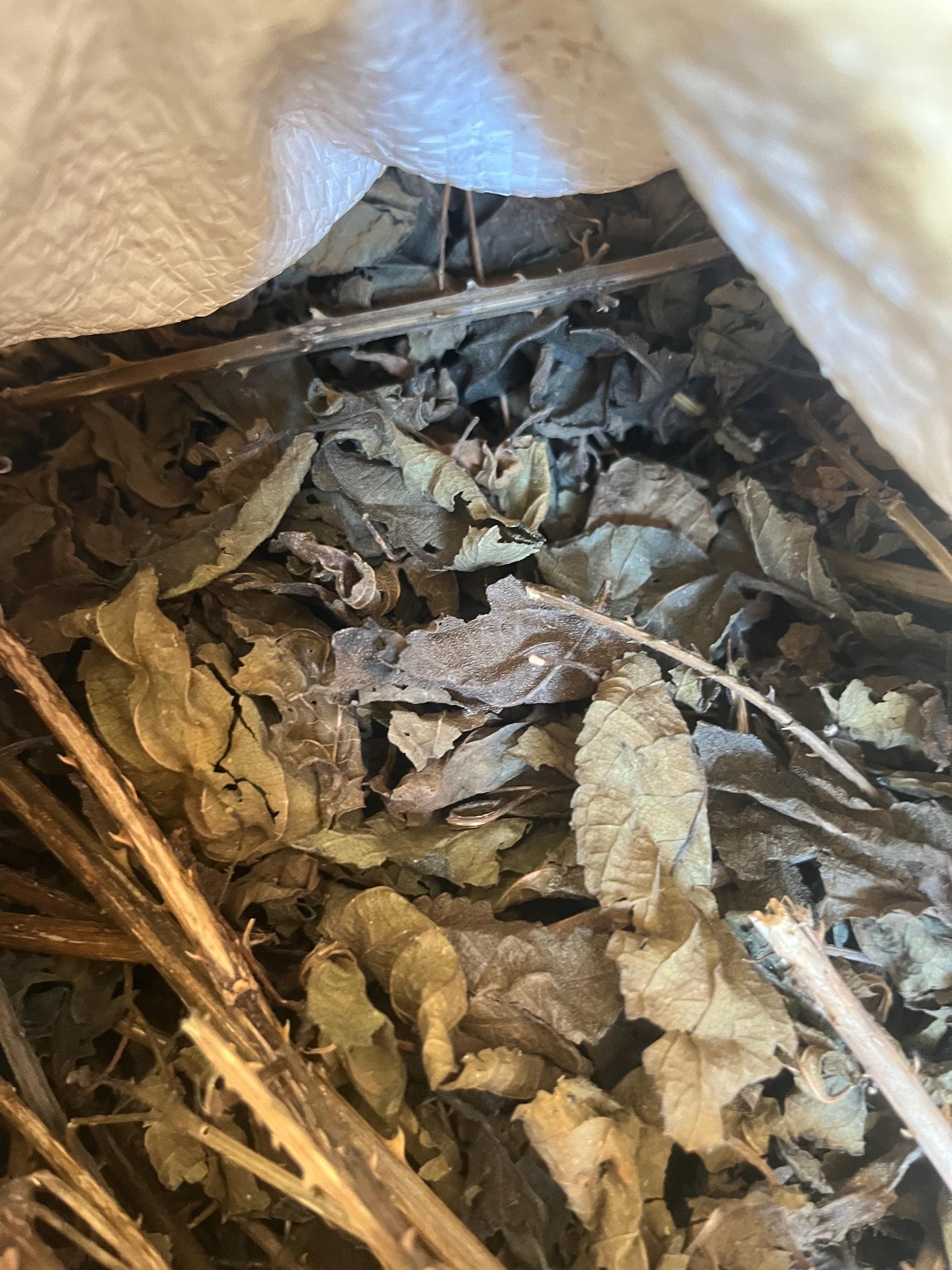 Lantana Camara, Ananse Dokono Plant Leaves and Sticks Mixed (dried) 30g ...