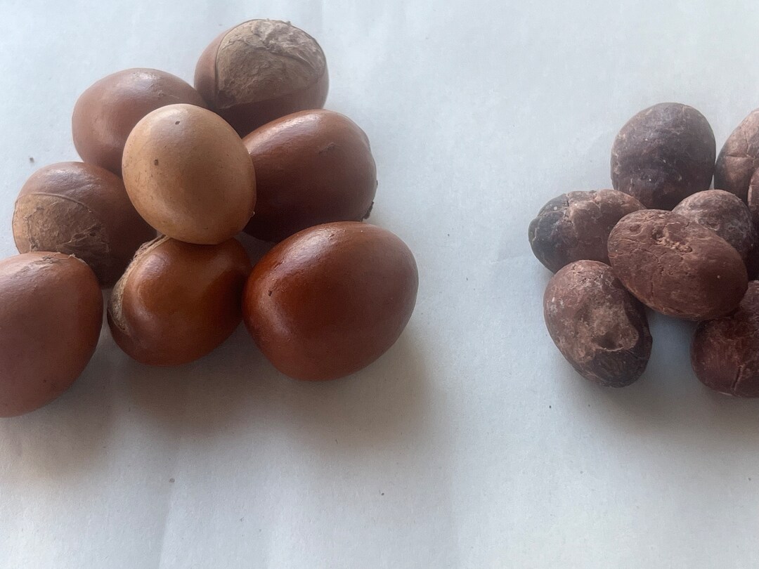 Shea Butter Seeds/shea Butter Nuts/ Shea Nuts in Shells ( Shelled and ...
