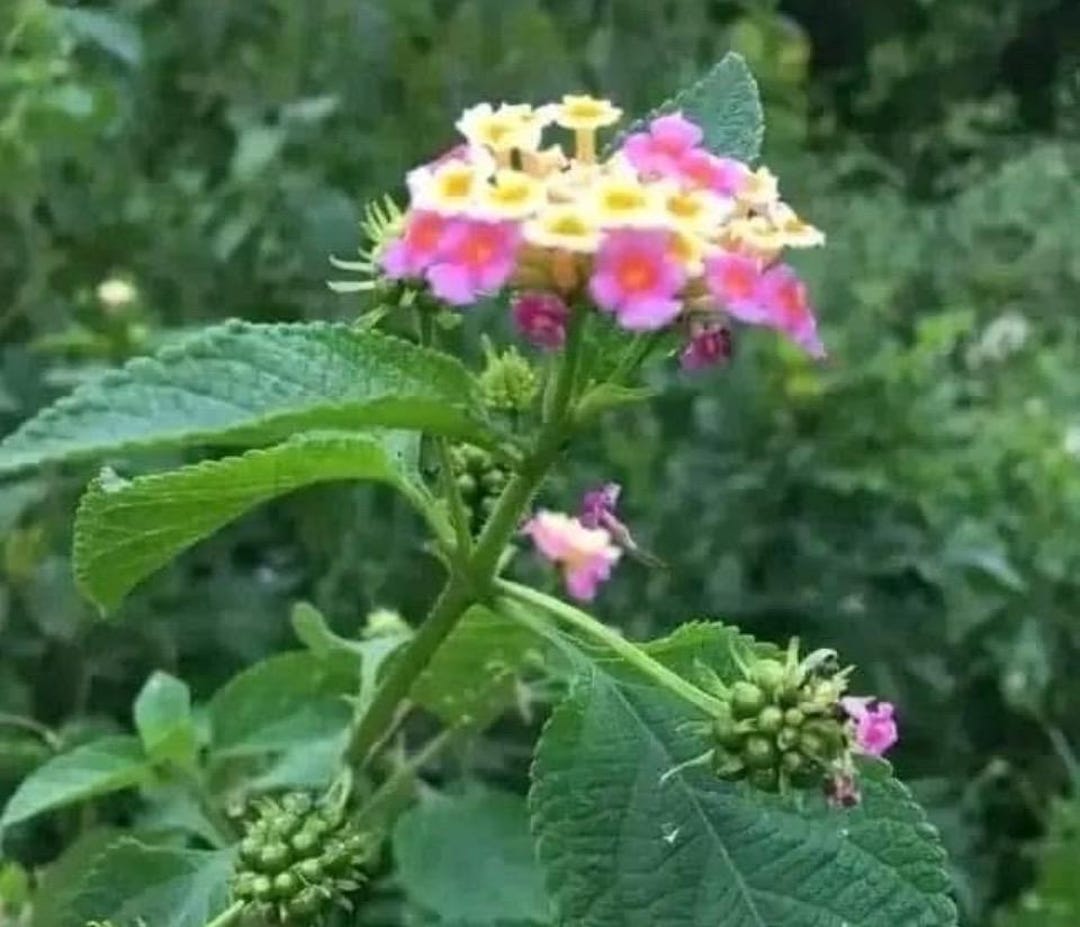 Lantana Camara, Ananse Dokono Plant Leaves and Sticks Mixed (dried) 30g ...