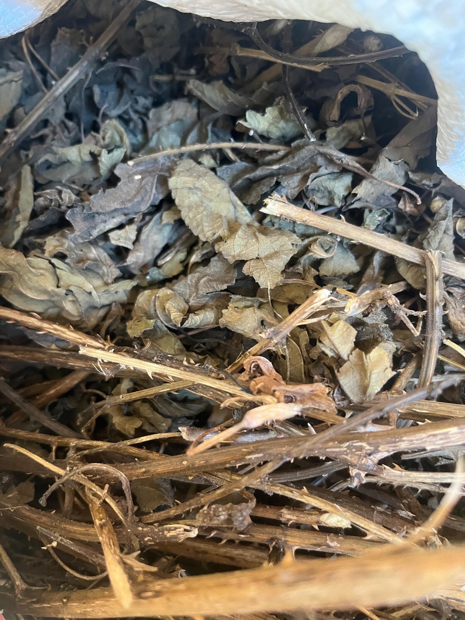 Lantana Camara, Ananse Dokono Plant Leaves and Sticks Mixed (dried) 30g ...
