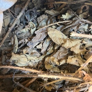 Lantana Camara, Ananse Dokono Plant Leaves and Sticks Mixed (dried) 30g ...