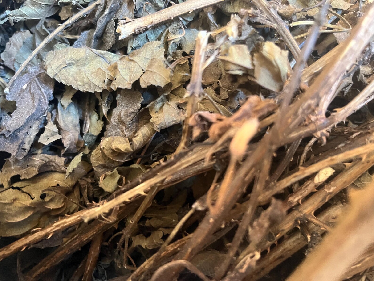 Lantana Camara, Ananse Dokono Plant Leaves and Sticks Mixed (dried) 30g ...