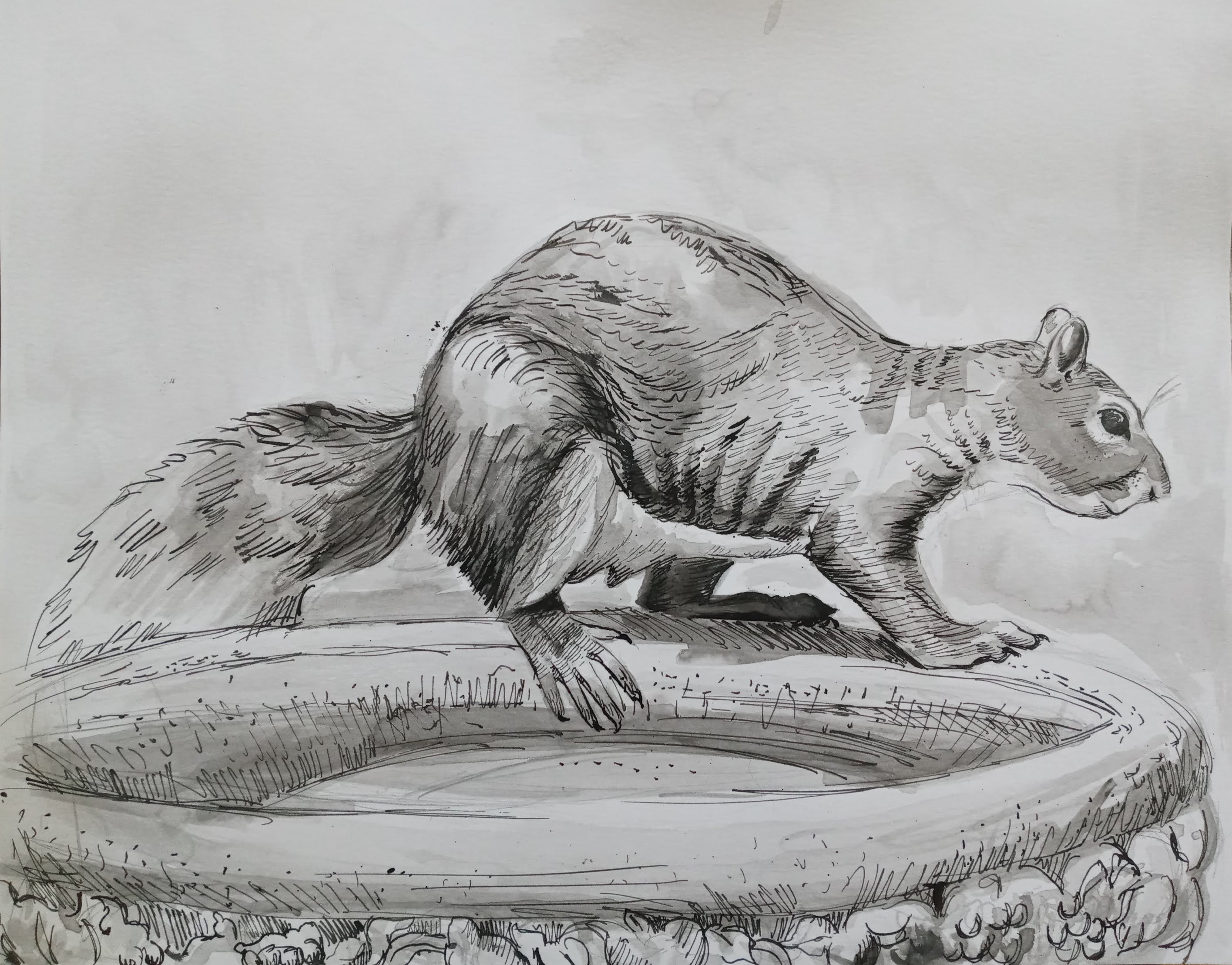 Original Squirrel Drawing, Squirrel Wall Art, Animal Art Décor, Pen ...