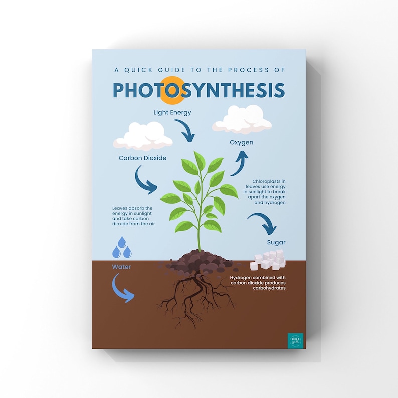 Photosynthesis Poster | Science Poster | Biology Poster | Wall Decor ...