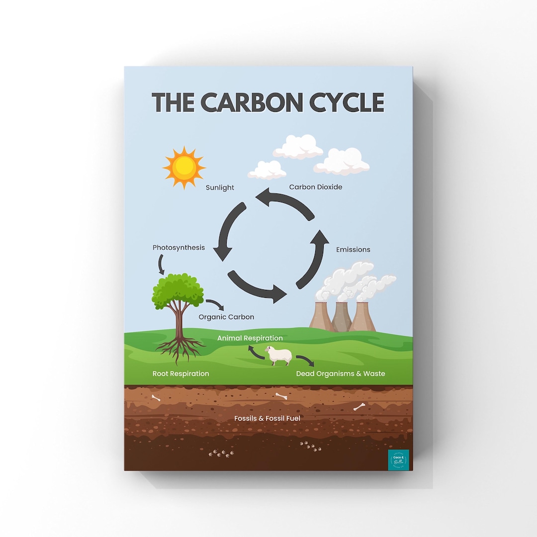 The Carbon Cycle Poster | Science Poster | Biology Poster | Wall Decor ...