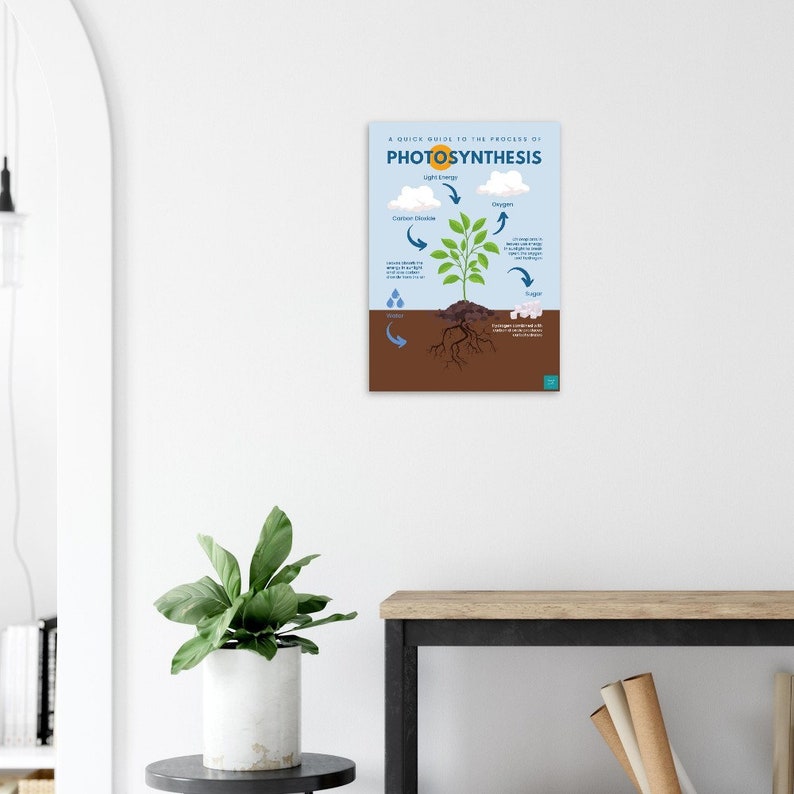 Photosynthesis Poster | Science Poster | Biology Poster | Wall Decor ...