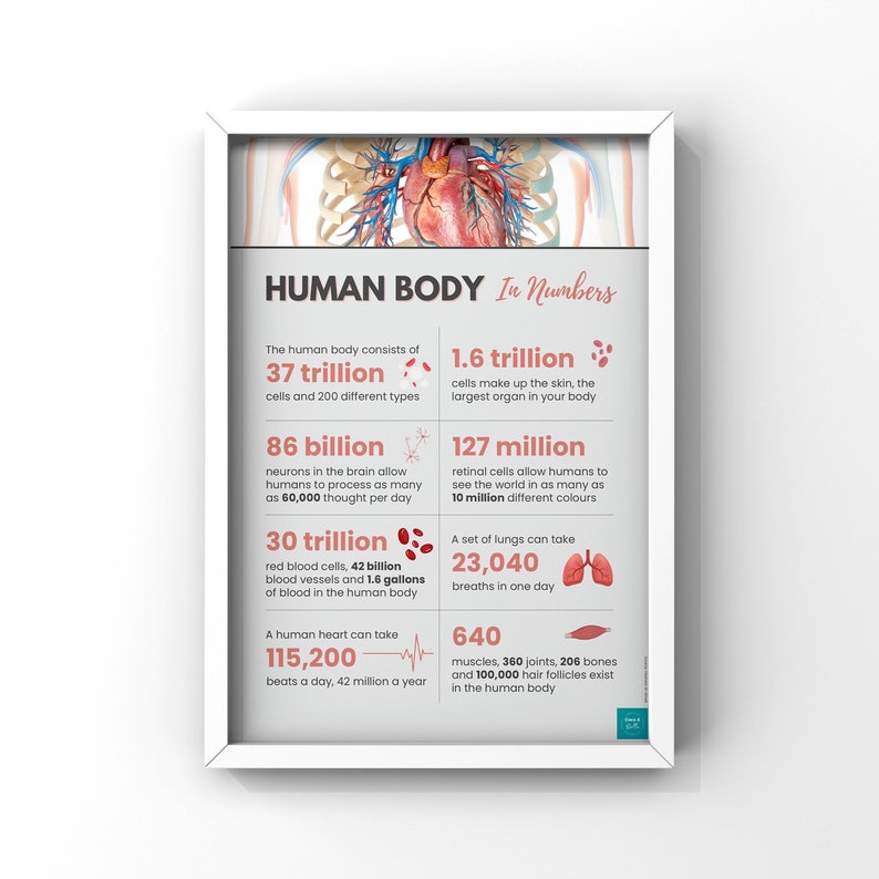 Human Body Infographic Poster | Science Poster | Biology Poster | Wall ...