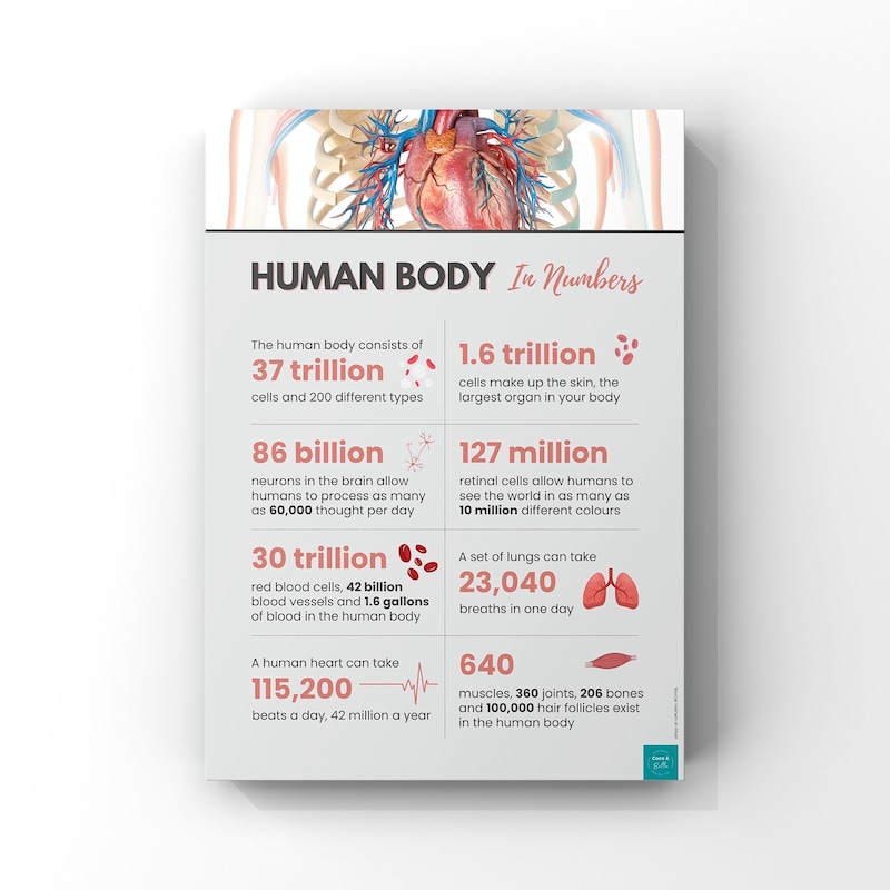 Biology Poster - Etsy