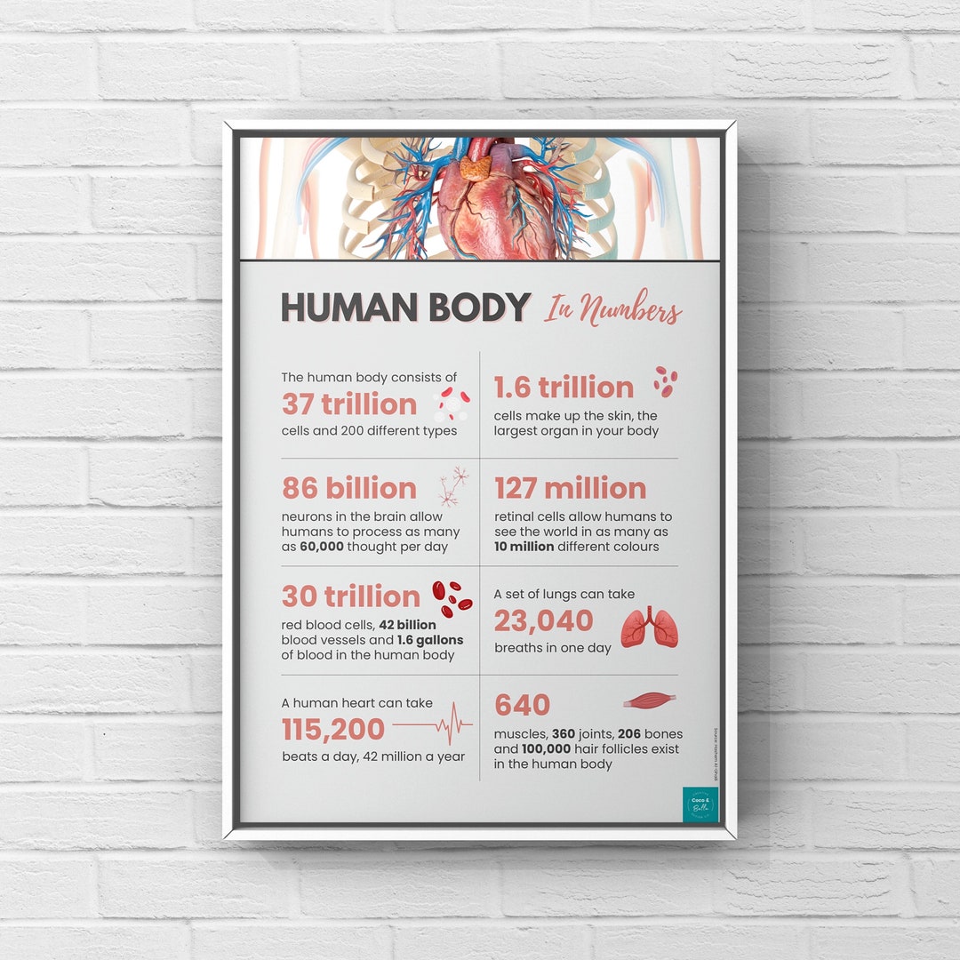 Human Body Infographic Poster | Science Poster | Biology Poster | Wall ...