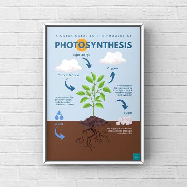 Photosynthesis Poster - Etsy