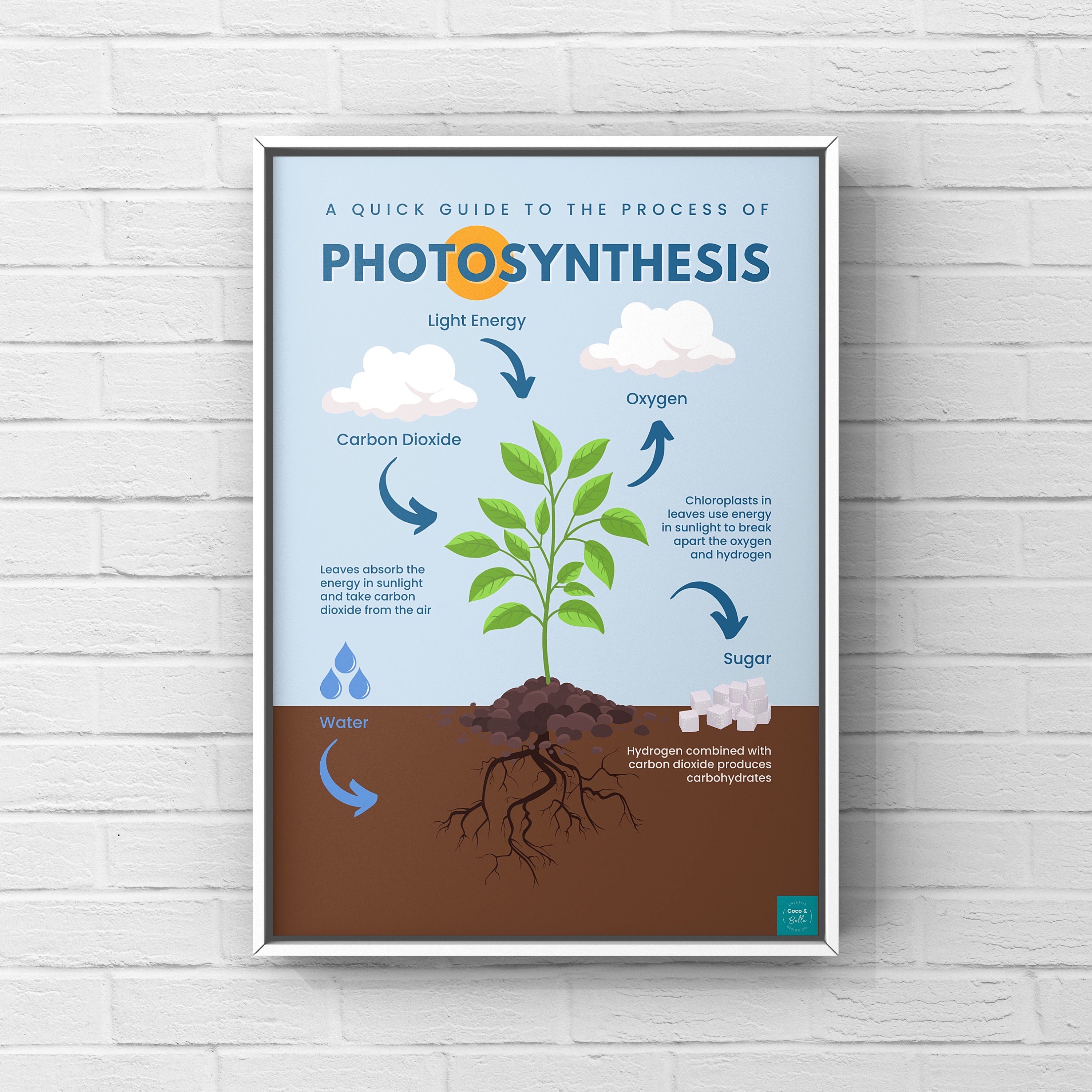 Photosynthesis Poster | Science Poster | Biology Poster | Wall Decor ...