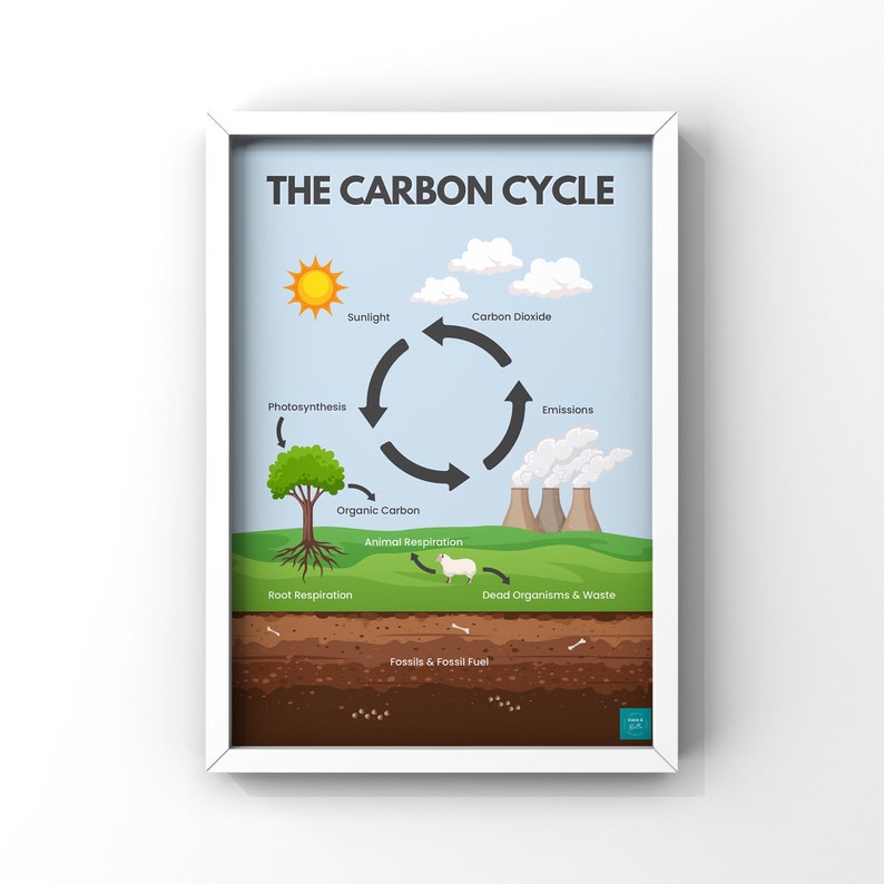 The Carbon Cycle Poster | Science Poster | Biology Poster | Wall Decor ...