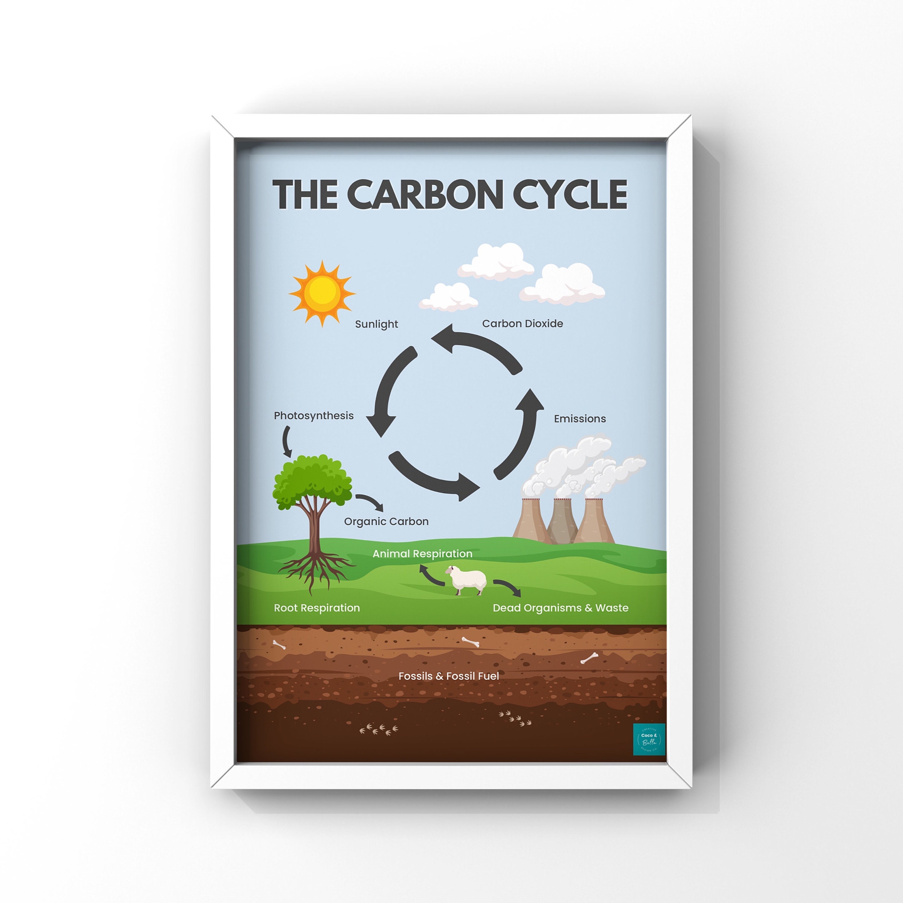 The Carbon Cycle Poster | Science Poster | Biology Poster | Wall Decor ...
