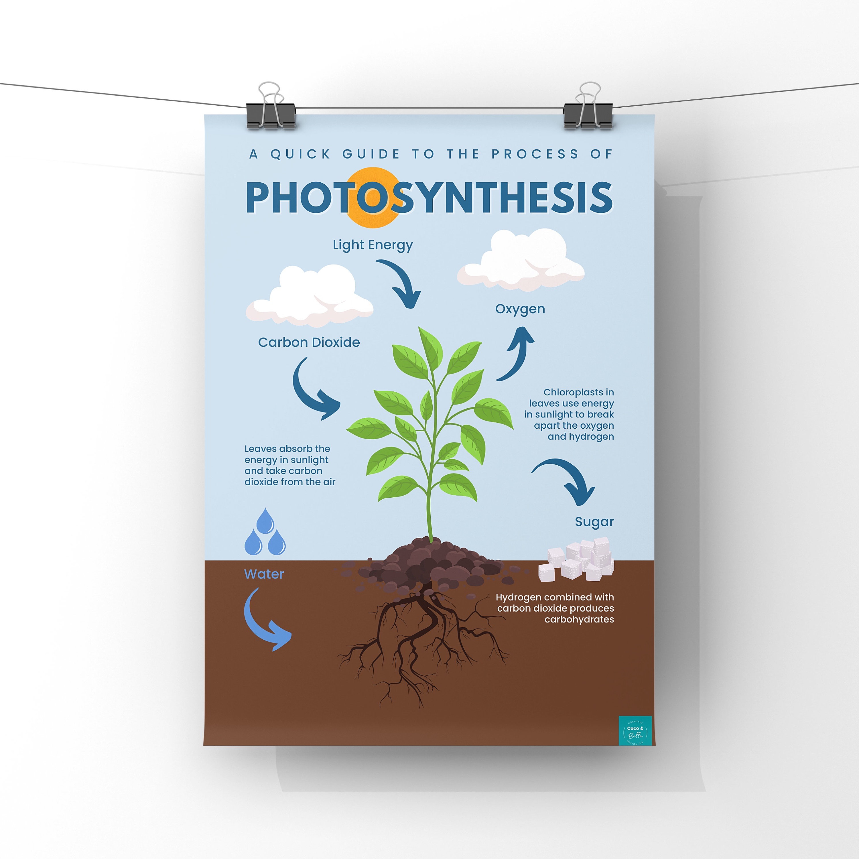 Photosynthesis Poster | Science Poster | Biology Poster | Wall Decor ...