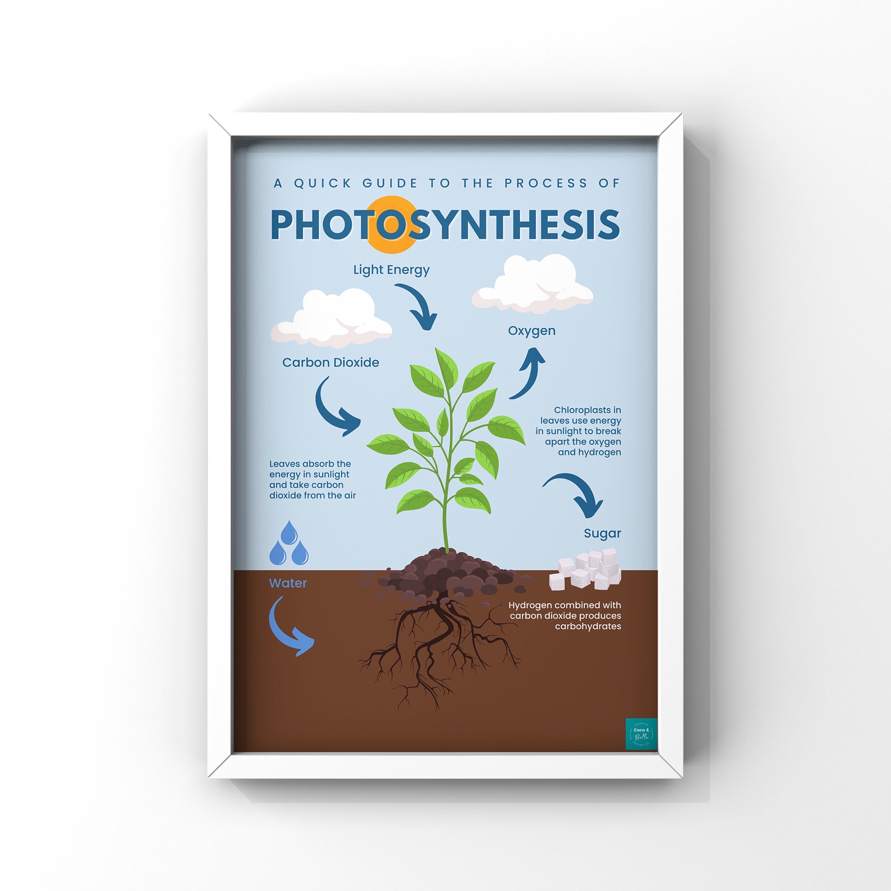 Photosynthesis Poster Science Poster Biology Poster Wall Decor Digital ...
