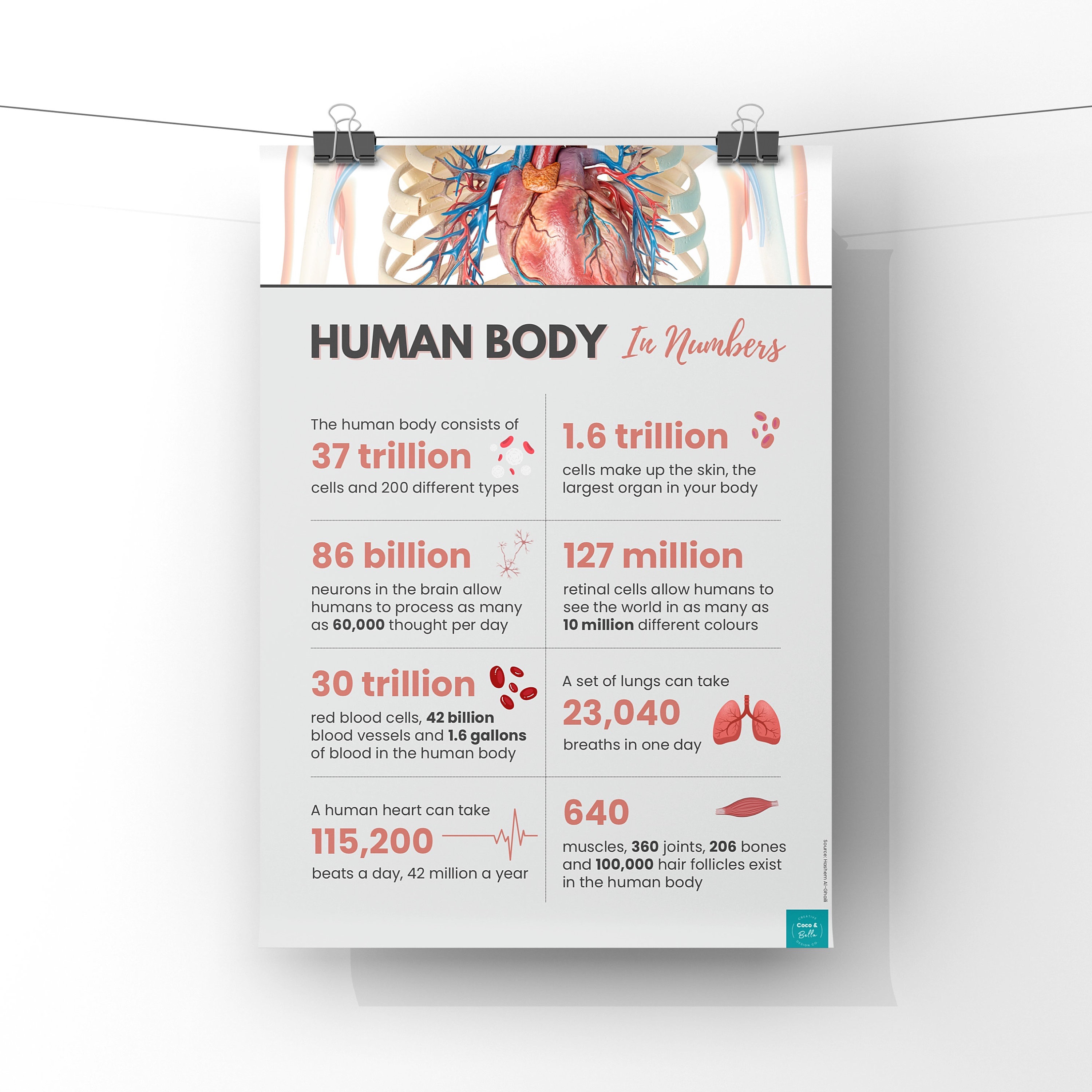 Human Body Infographic Poster | Science Poster | Biology Poster | Wall ...