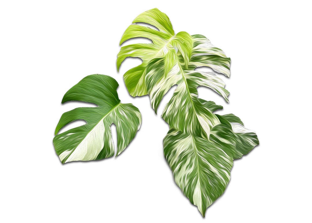 Digital Download - Printable Wall Art - Monstera Albo Variegated ...