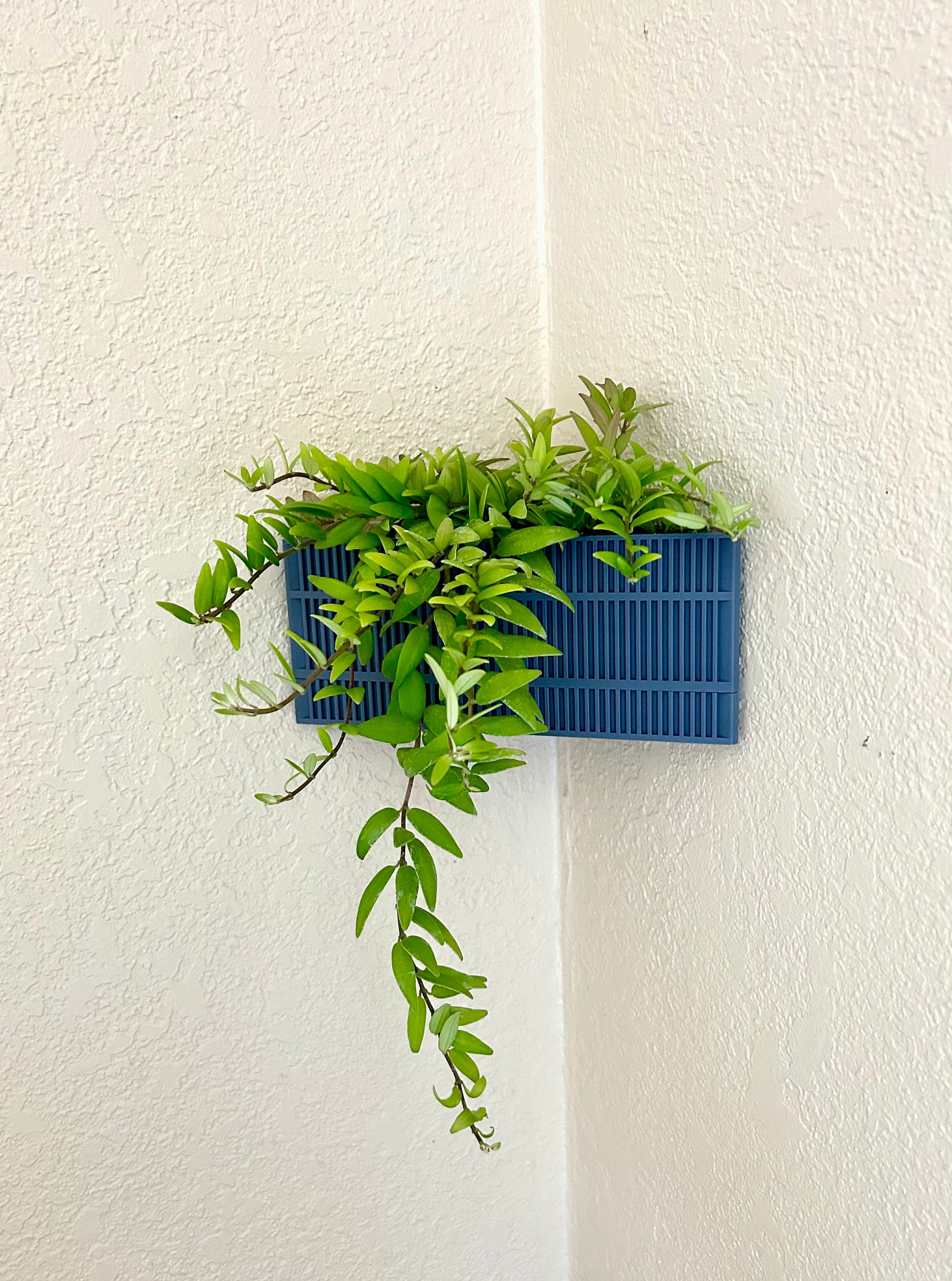 Corner Planter House Plant Planter Corner Plant Mothers Day Gift Decor ...