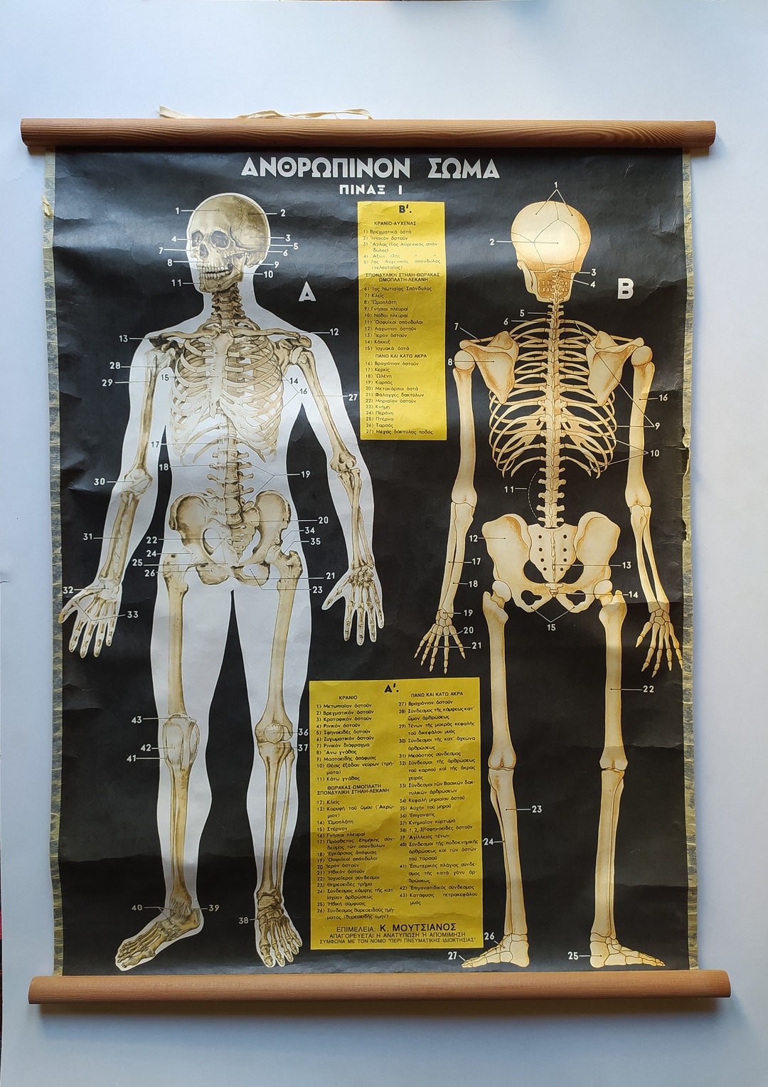 Vintage Human Body, Skeleton Pull Down Chart / Moutsianos Greece - Etsy