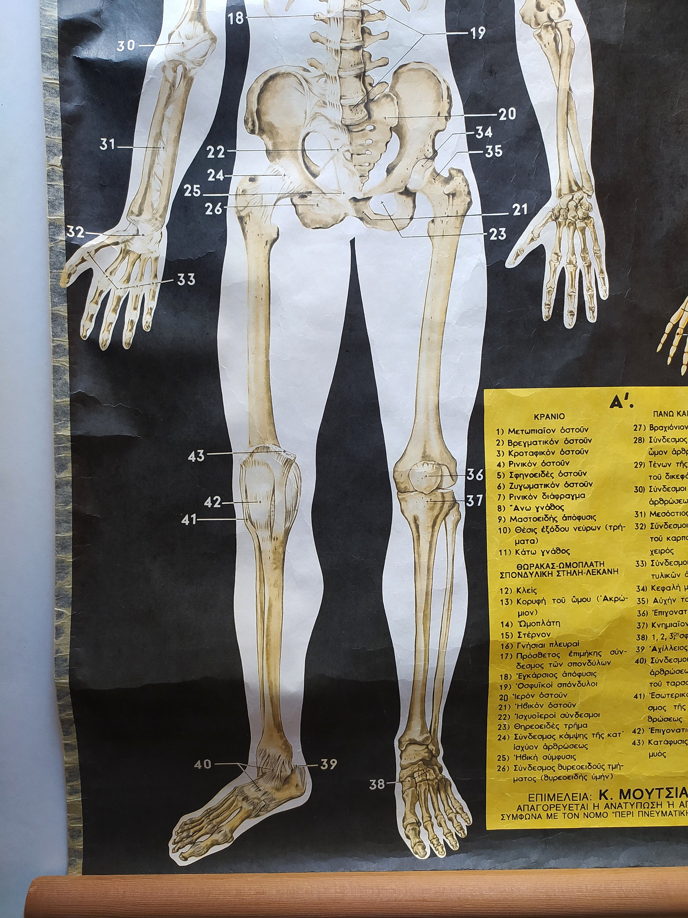 Vintage Human Body, Skeleton Pull Down Chart / Moutsianos Greece - Etsy
