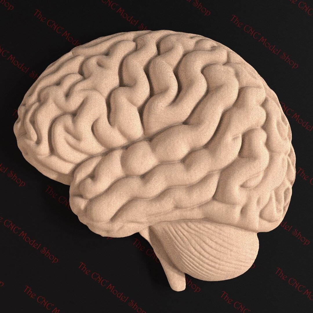Realistic Brain 3D Relief STL File for CNC Router or 3D Printing ...