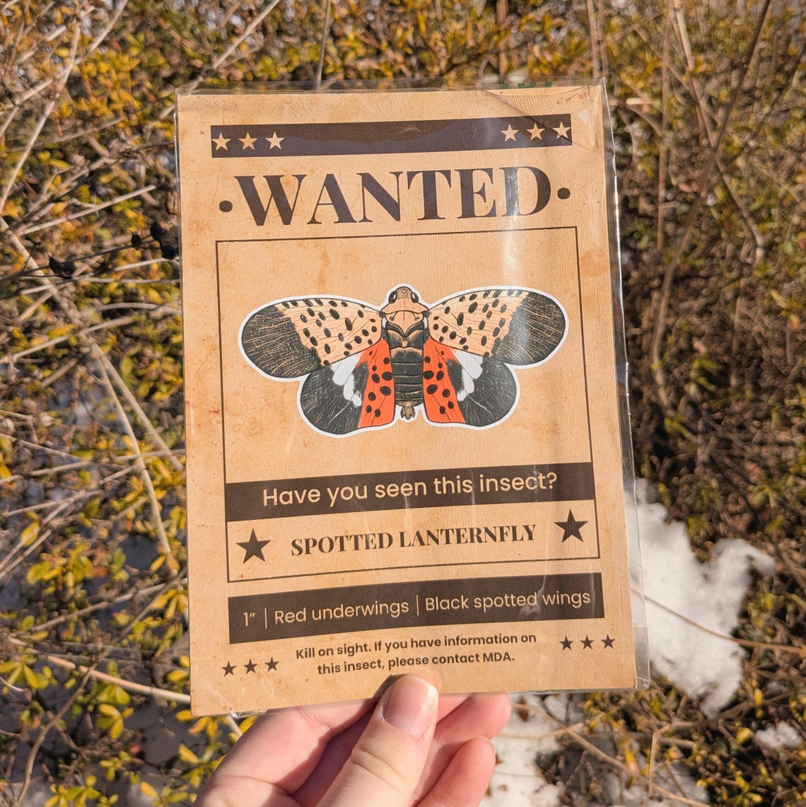 5"x7" Art Print Spotted Lanternfly Wanted Poster - Maryland Invasive ...