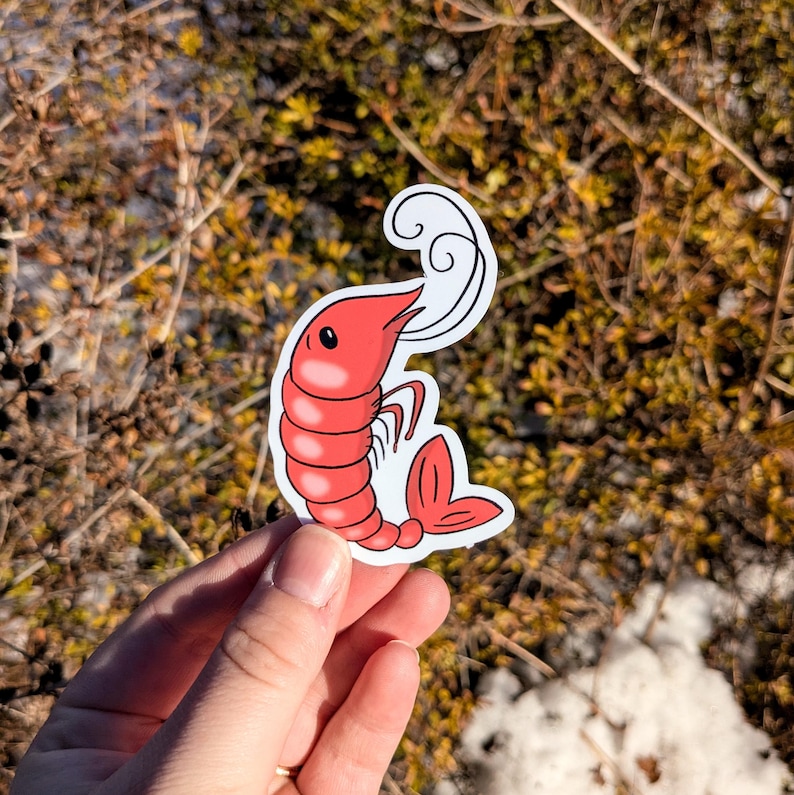 Shrimp Vinyl Sticker | Glossy Water Resistant - Cute Decal - for ...