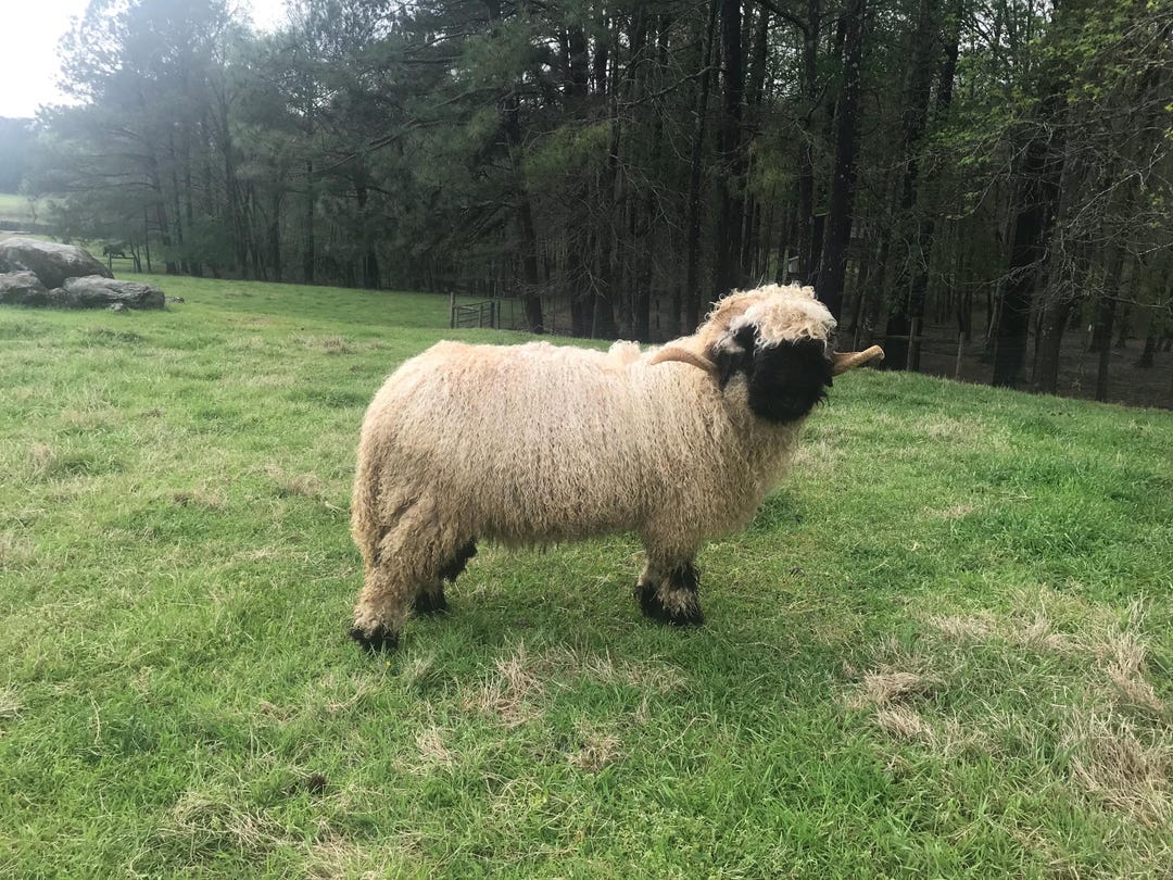 Valais Blacknose White Wool Roving for Felting, Spinning, or Rug Making ...