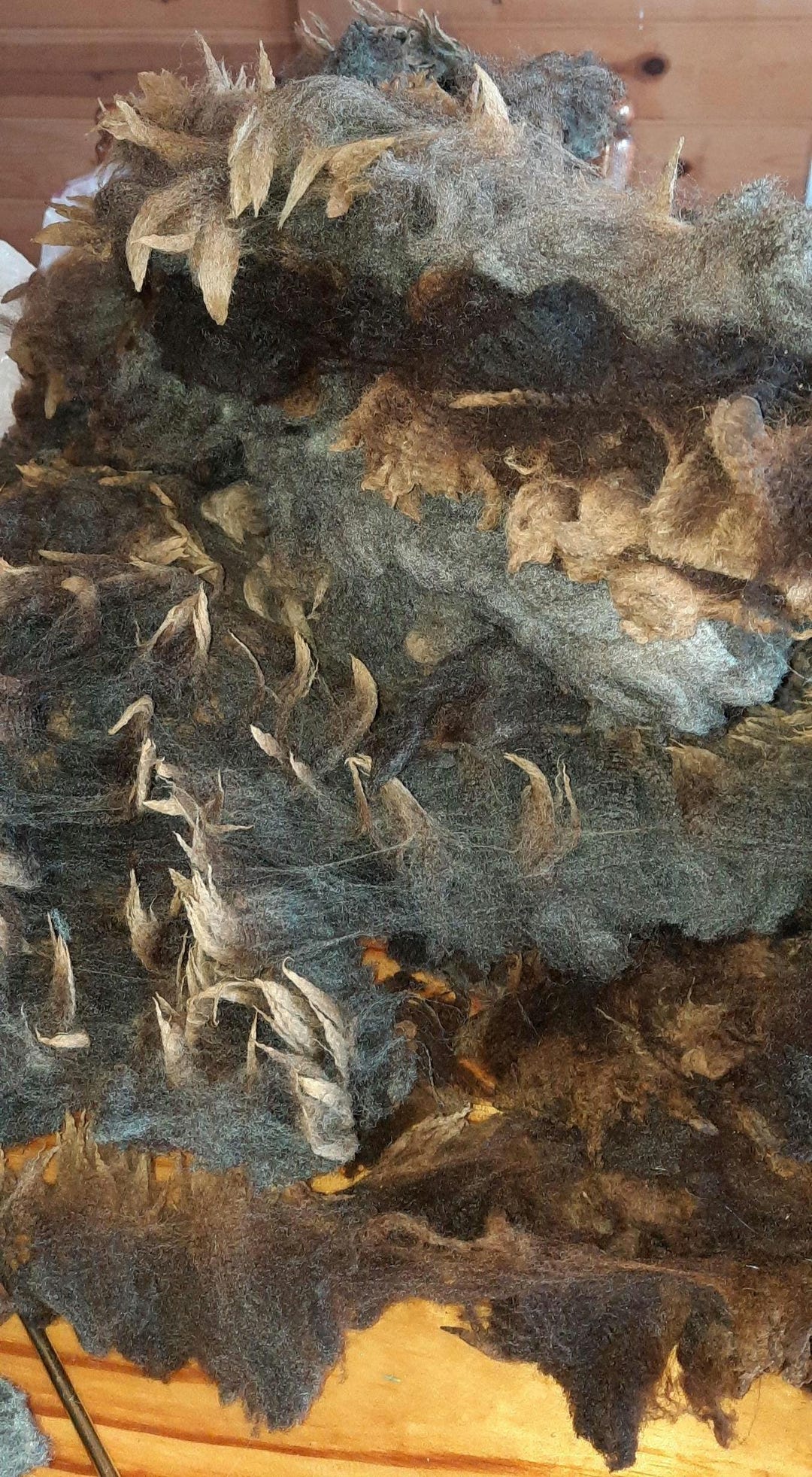 Raw Finn Wool With Little VM. Shades of Brown. 3 Inch Staple. - Etsy