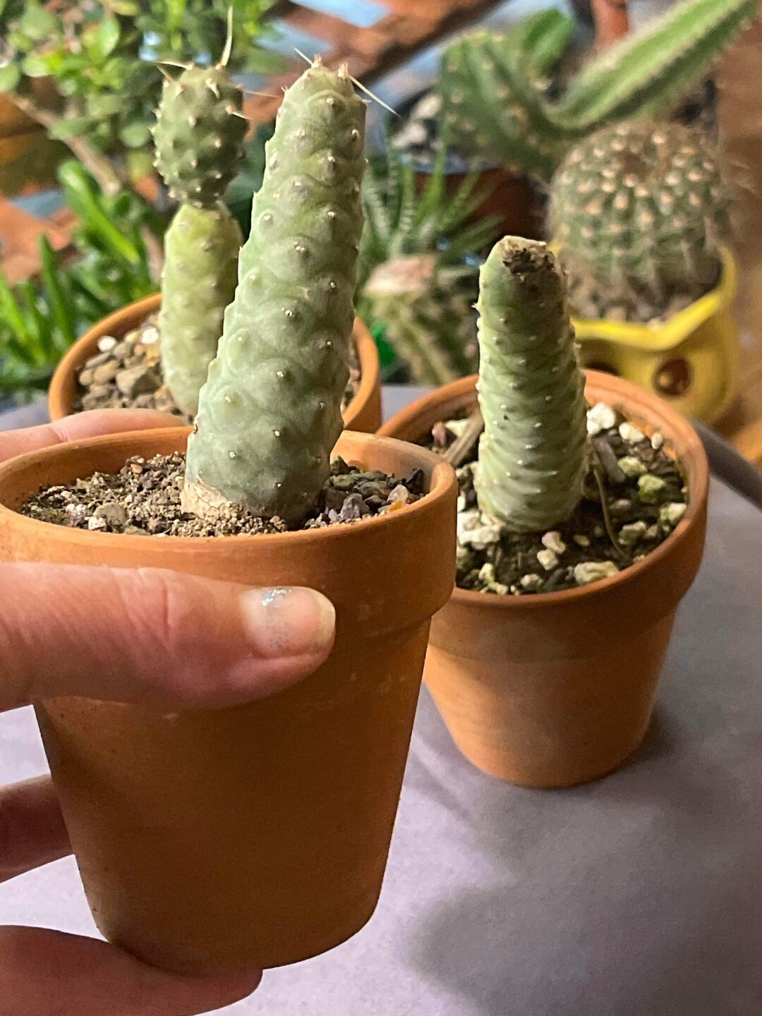 Tephrocactus Articulatus Pine Cone Cactus Segmented Cactus - Etsy