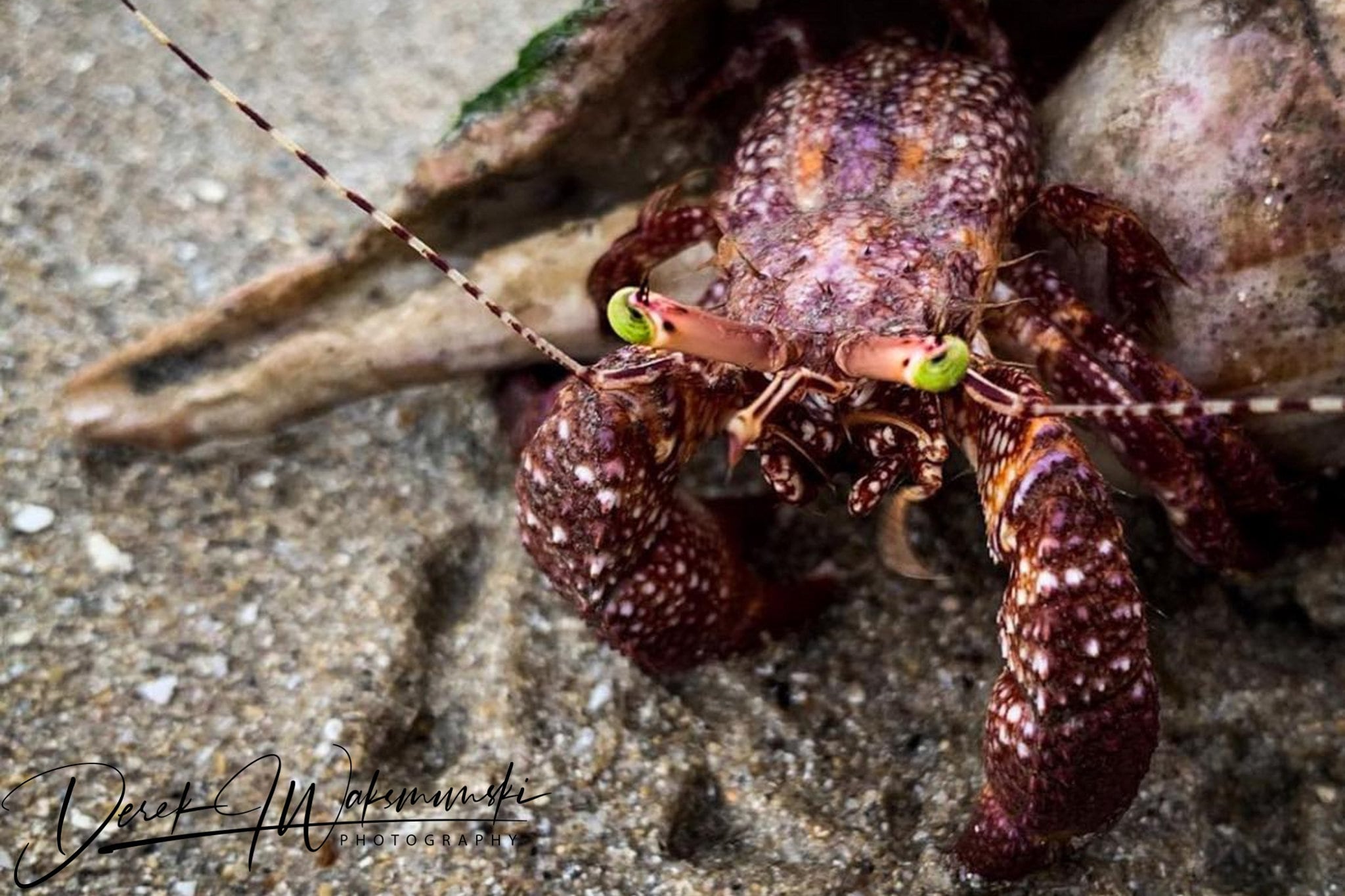Giant Hermit Crab Pathfinder