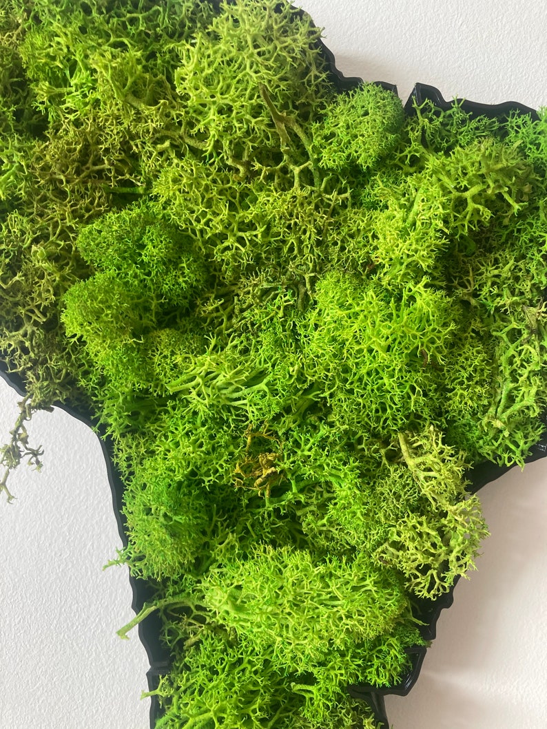 World Map With Lichen or Moss, World Map With Reindeer Moss on a Cork ...