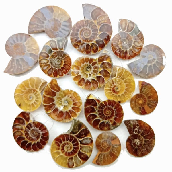 Ammonite Shell - Etsy