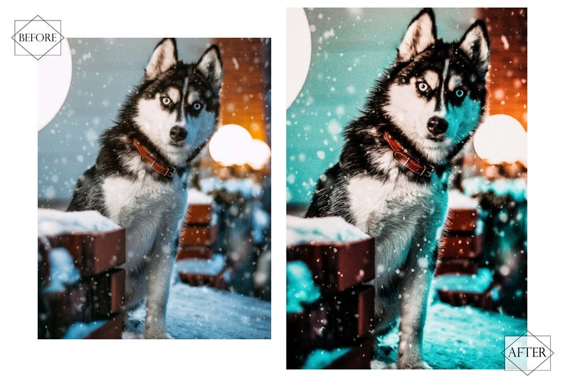 12 Huppy Puppy Photoshop Actions Pet ACR Preset Bright Ps - Etsy