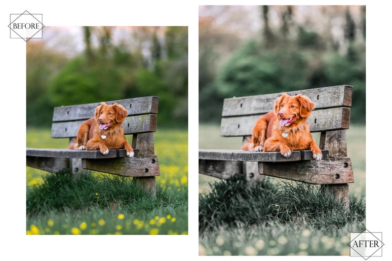12 Huppy Puppy Photoshop Actions Pet ACR Preset Bright Ps - Etsy