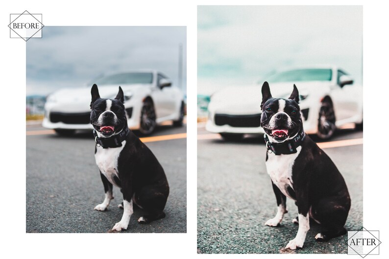 12 Huppy Puppy Photoshop Actions Pet ACR Preset Bright Ps - Etsy