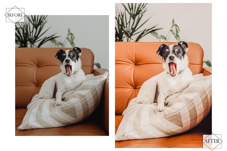 12 Huppy Puppy Photoshop Actions Pet ACR Preset Bright Ps - Etsy