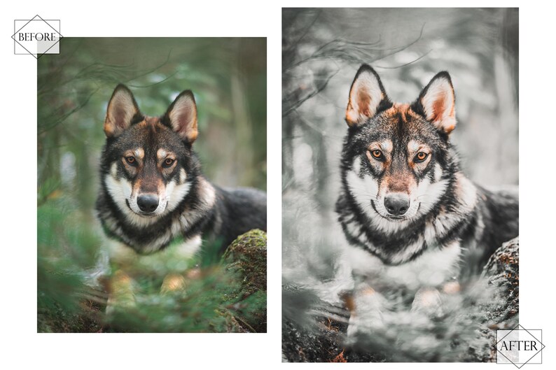 12 Huppy Puppy Photoshop Actions Pet ACR Preset Bright Ps - Etsy