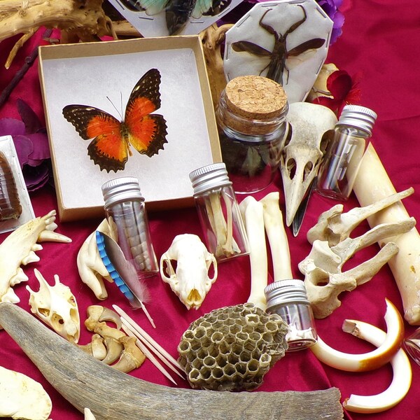 Bone Collector - Etsy