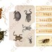 Bugs & Beasties Ephemera Sheet - Junk Journals, Printable Paper Crafts ...