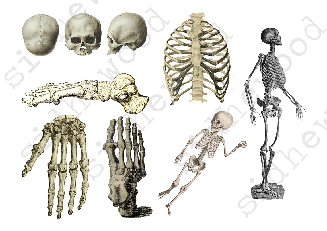 Skeletons & Skulls - Ephemera, Junk Journals, Printable Paper Crafts ...