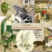 Frogs - Ephemera, Junk Journals, Printable Paper Crafts, Scrapbooking ...