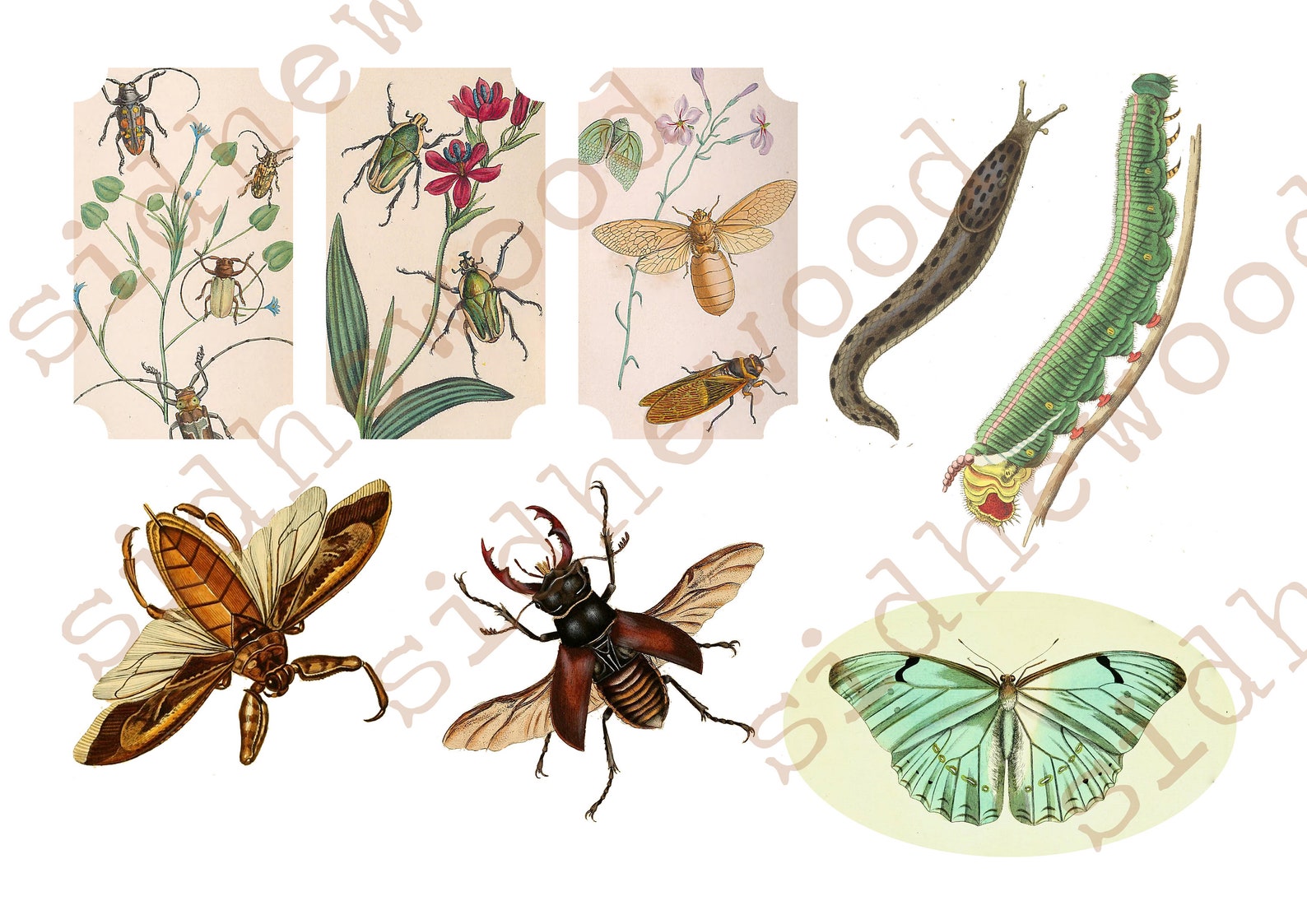 Bugs & Beasties Ephemera Sheet - Junk Journals, Printable Paper Crafts ...