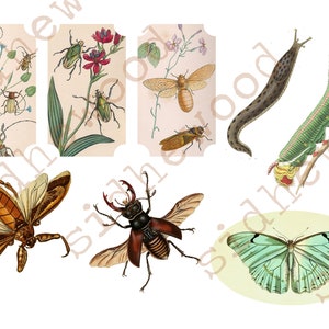 Bugs & Beasties Ephemera Sheet - Junk Journals, Printable Paper Crafts ...
