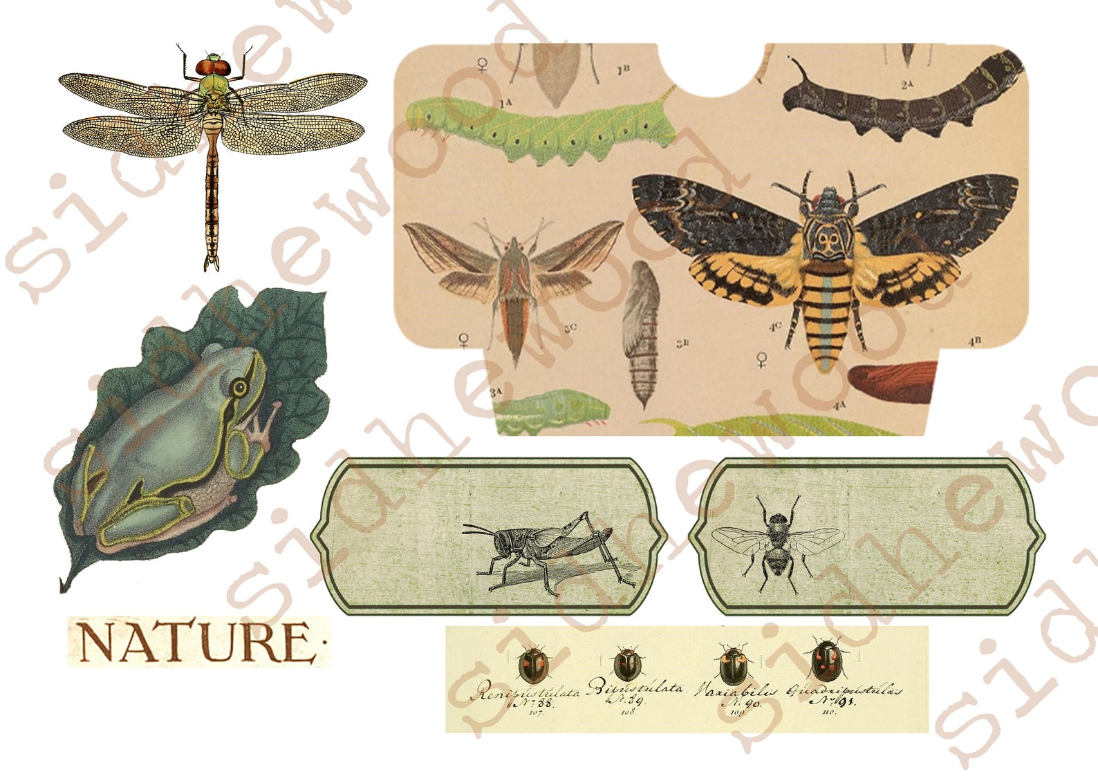 Bugs & Beasties Ephemera Sheet - Junk Journals, Printable Paper Crafts ...