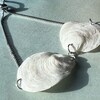 Genuine Double White Jingle Shell Bracelet With Adjustable Slide in ...
