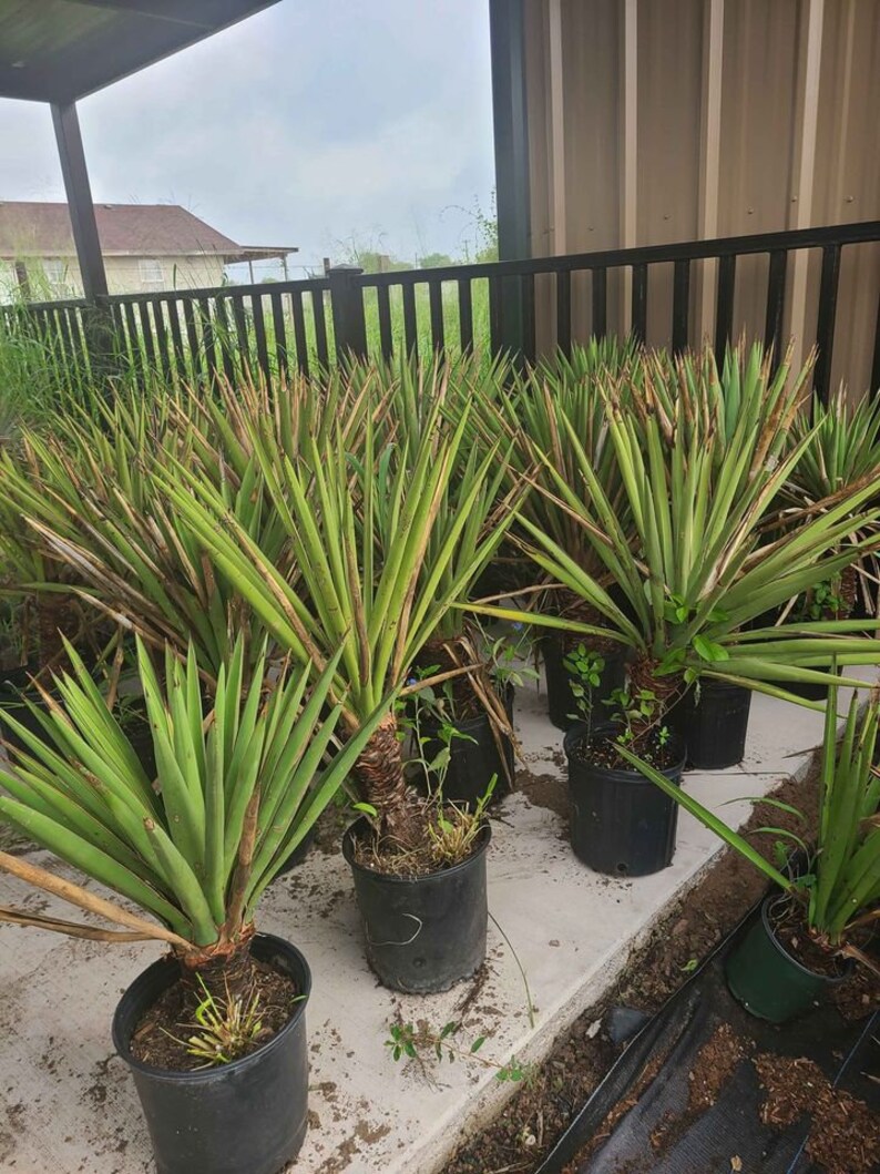 Spanish Pita Palms Cactus Yucca Faxoniana Outdoor | Etsy