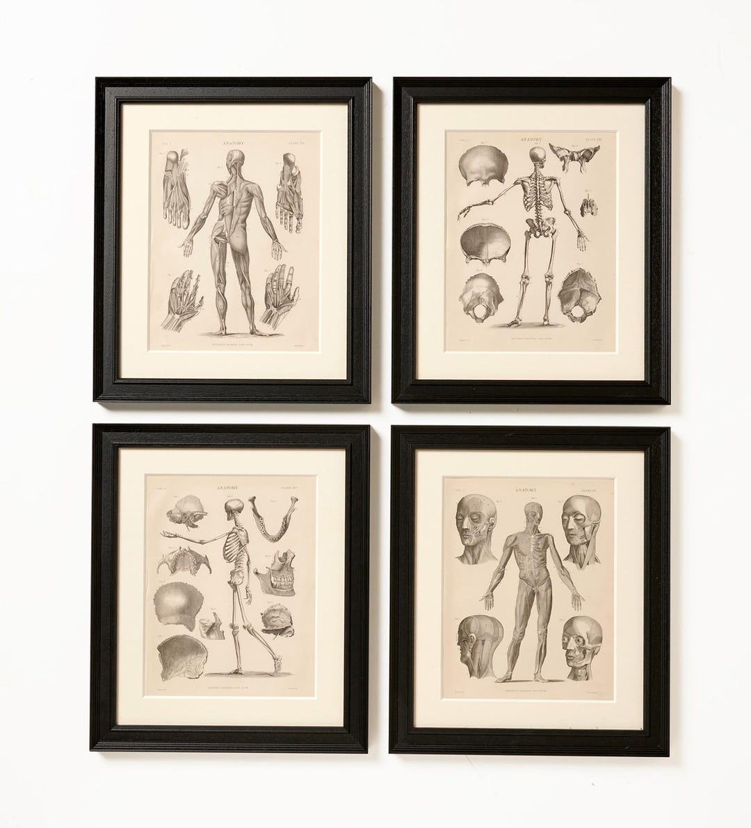 Vintage Anatomy Prints 1830 Lithographs Sets Small Painting Original ...