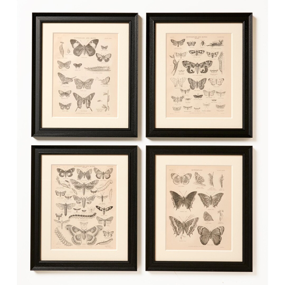 Vintage Prints Lithographs of Butterfly's Dated 1860. Set of Four ...